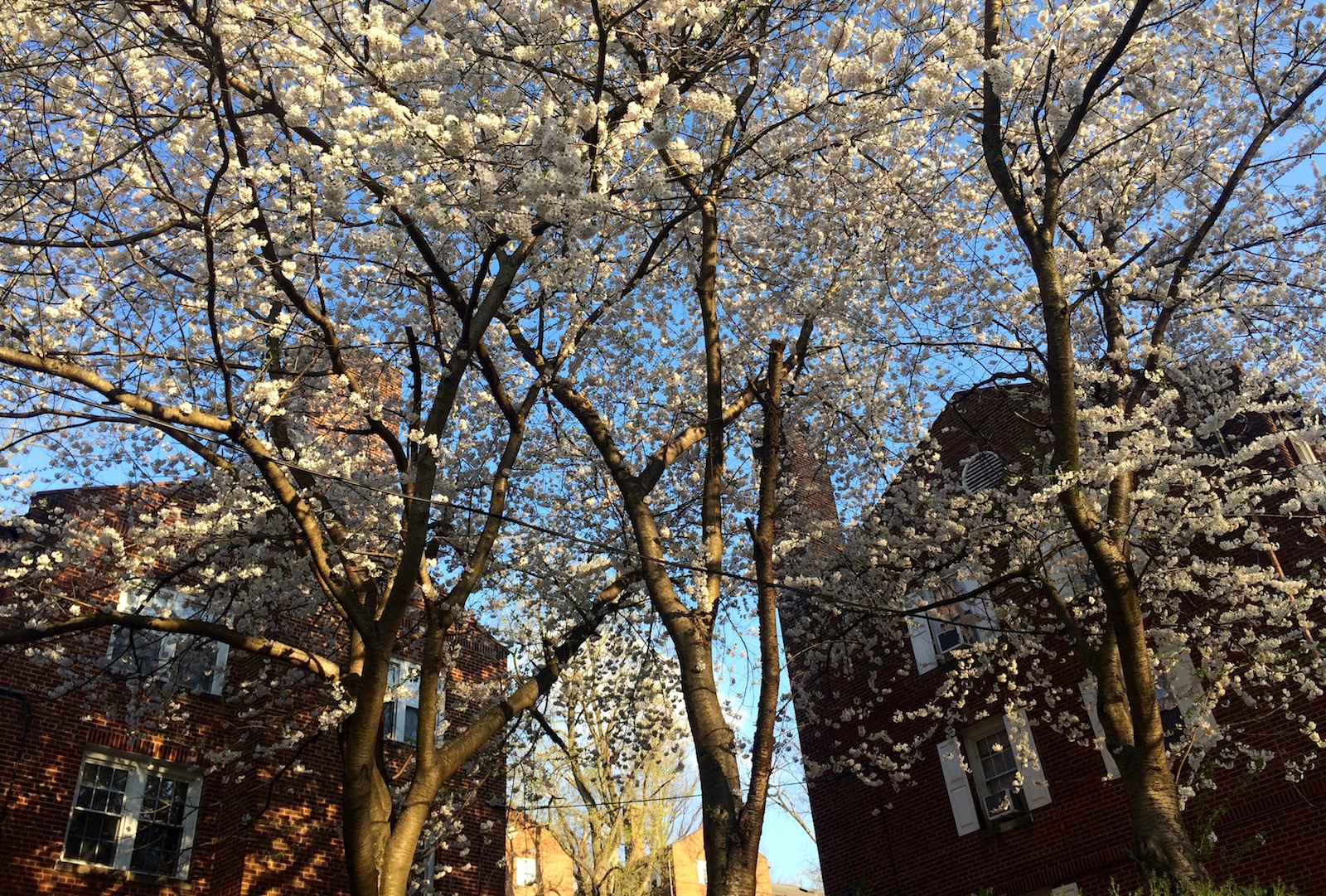 Spring in Glover Park – TheDCLine.org